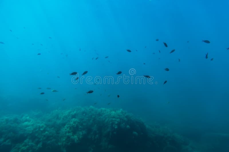 Group of Black Fish and Sun Rays in Underwater. Sea Life in Ocean Stock ...