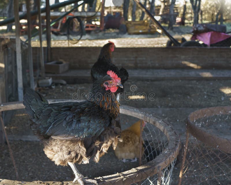 Group of Black Hens Inside a Hen House in a Rural Setting Stock Image ...