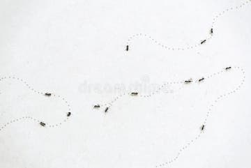 256 Marching Ants Stock Photos - Free & Royalty-Free Stock Photos from ...