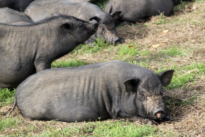 Big Fat Pig Lay Down Stock Photos - Free & Royalty-Free Stock Photos ...