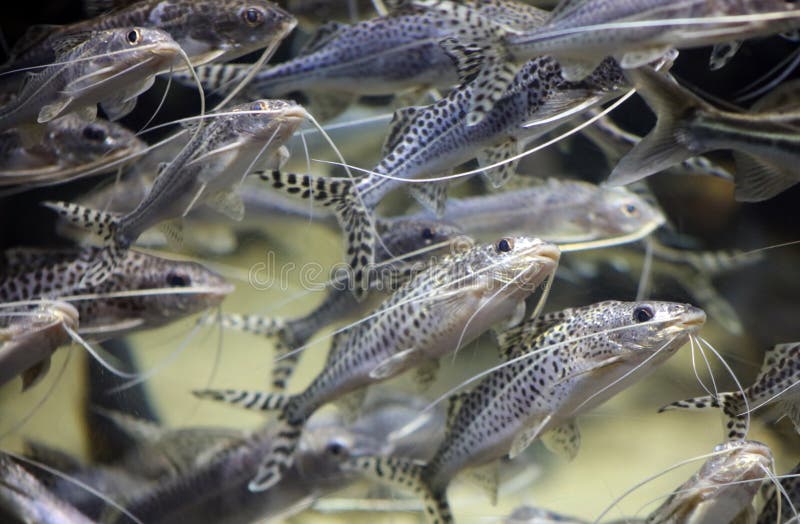 Aquarium spotted catfish stock photo. Image of colors - 18352038