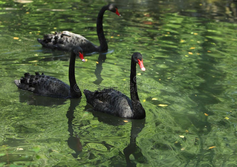Group of black swans stock photo. Image of black, swans - 12339186