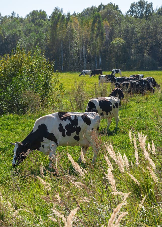 Group Black and White Cows on the Field Stock Image - Image of mammal, farming: 338699509
