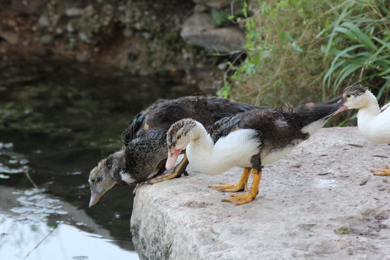 Group of Black and White Ducks Looking at the Water in San Gabriel Park ...