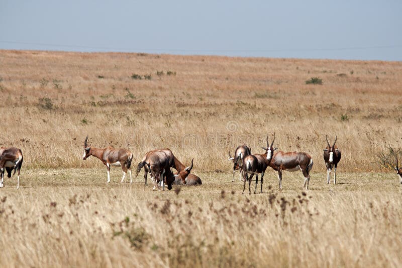 GROUP of BLESBUCK stock image. Image of mammals, highveld - 93543409