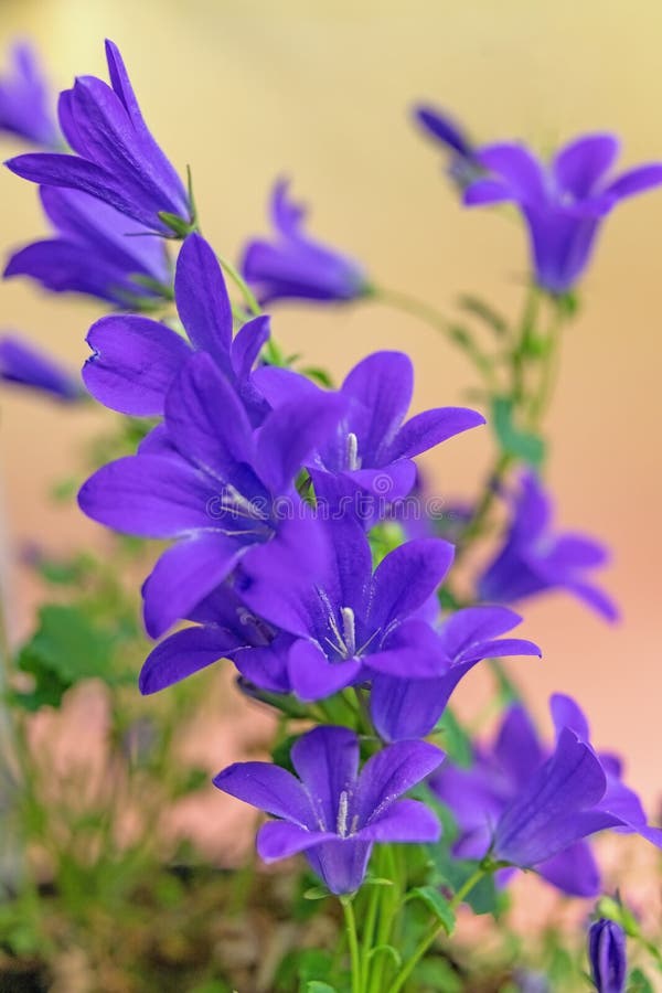 Group of Blooming Blue Bellflower Stock Photo - Image of background ...