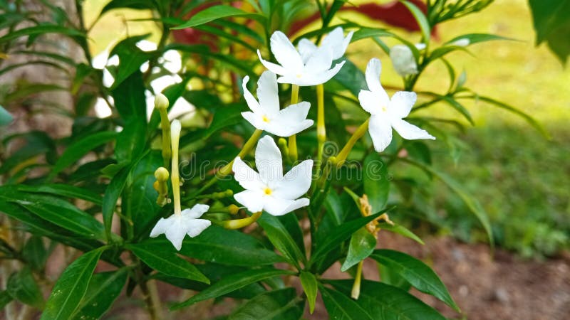 A Group of Blooming Crape Jasmine Stock Photo - Image of divaricata ...