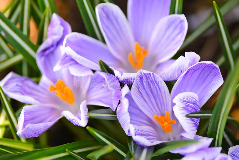 Group of crocuses stock image. Image of flowering, crocus - 176333033