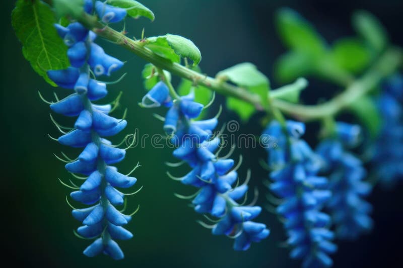 A Group of Blooming Jade Vine Flowers with a Blurred Background Stock ... A Group of Blooming Jade Vine Flowers with a Blurred Background Stock ...