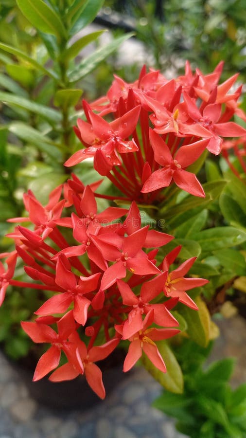 A Group of Blooming Red Jungle Geranium Flower Stock Image - Image of ...