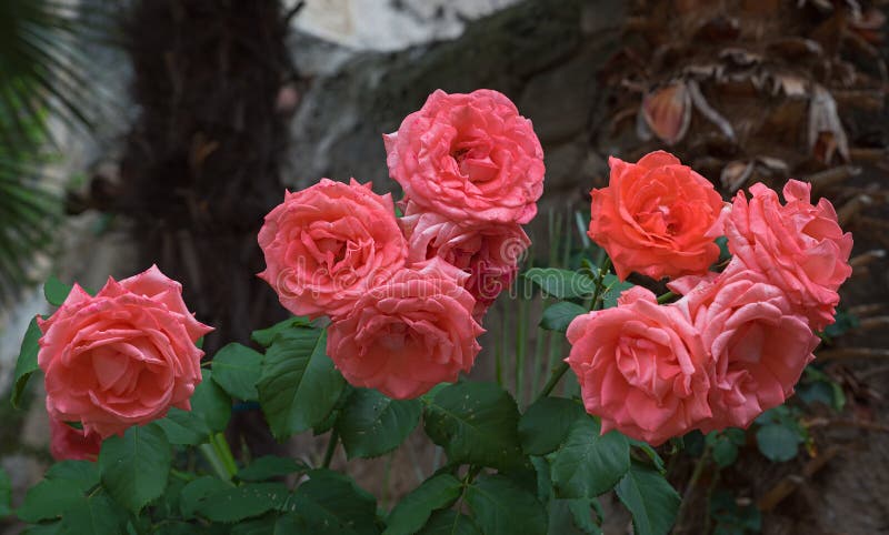 Group of Blooming Roses Against Palms Stock Photo - Image of natural ...