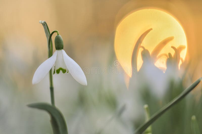 Group of Blooming Snowdrops in Pastel Colors with the Sun Rising in the ...