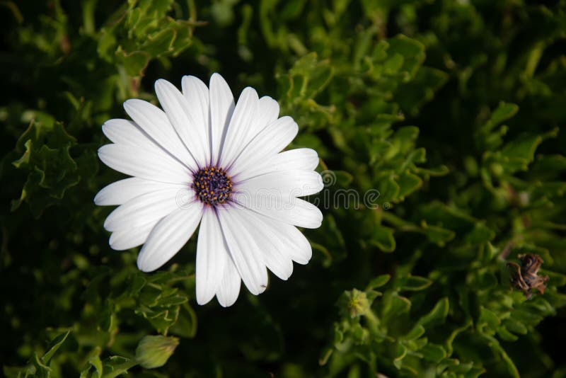 Group of Blooming Swan River Daisy White Flower in Spring. Gardening ...