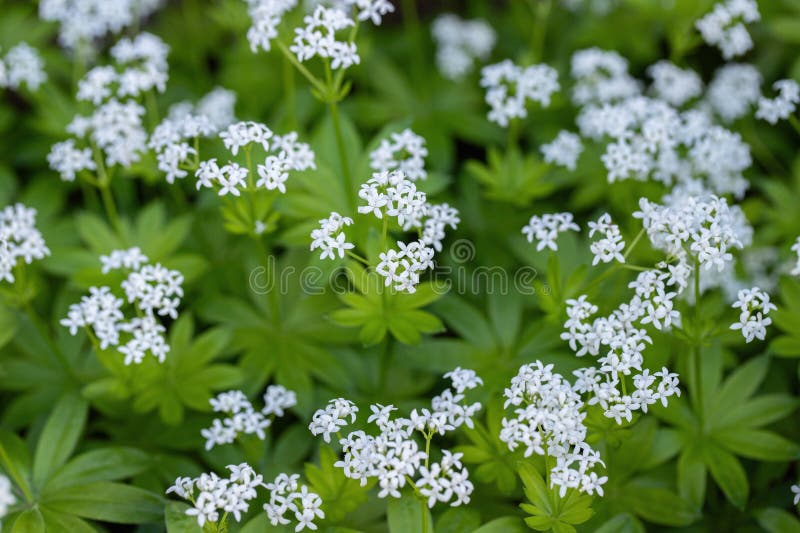 Group of Blooming Sweet Woodruff (Galium Odoratum). Stock Image - Image ...