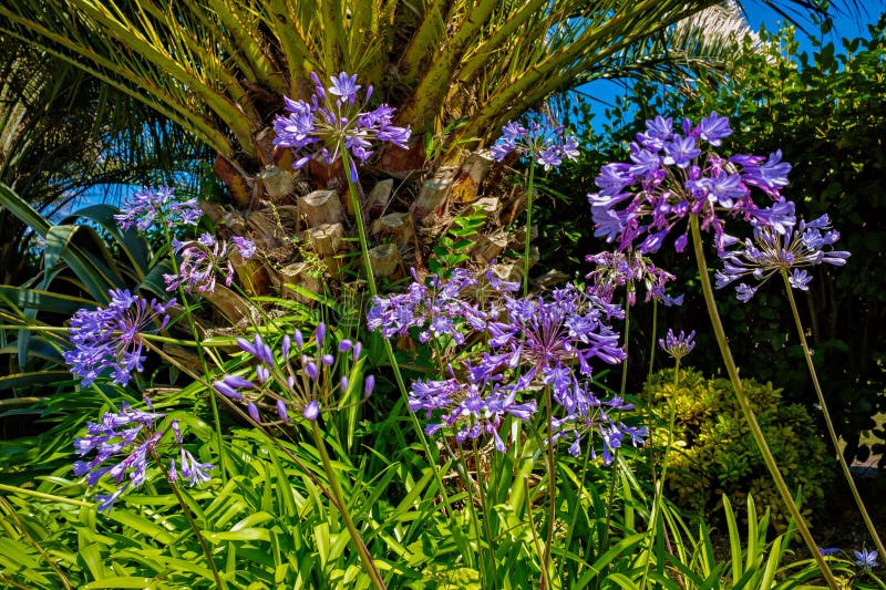A Group of Blue African-lily Flowers Stock Photo - Image of flower ...