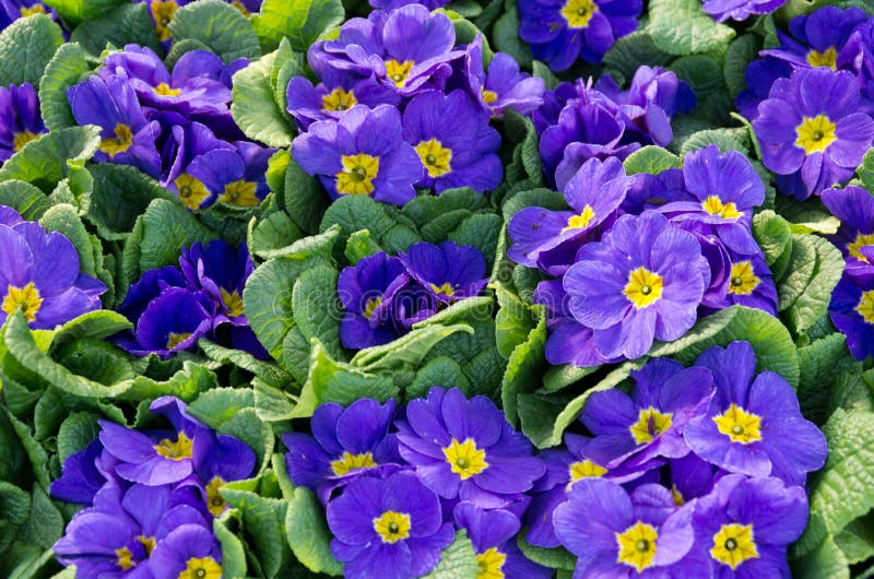 Group of Blue Primroses in Bloom Stock Image - Image of blossom ...
