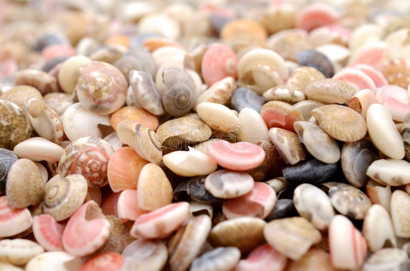 Sea shells. stock photo. Image of sheels, pile, collection - 189736878