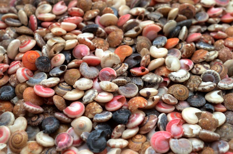 Sheels Shells of All Colours and Sizes Stock Image - Image of thousands ...