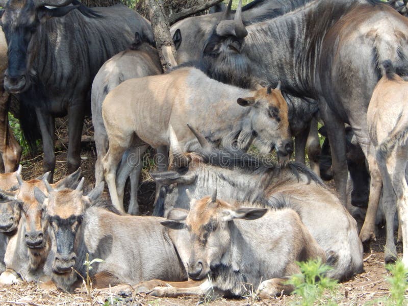 Group of Blue Wildebeests in the Natural Habitat Stock Photo - Image of ...