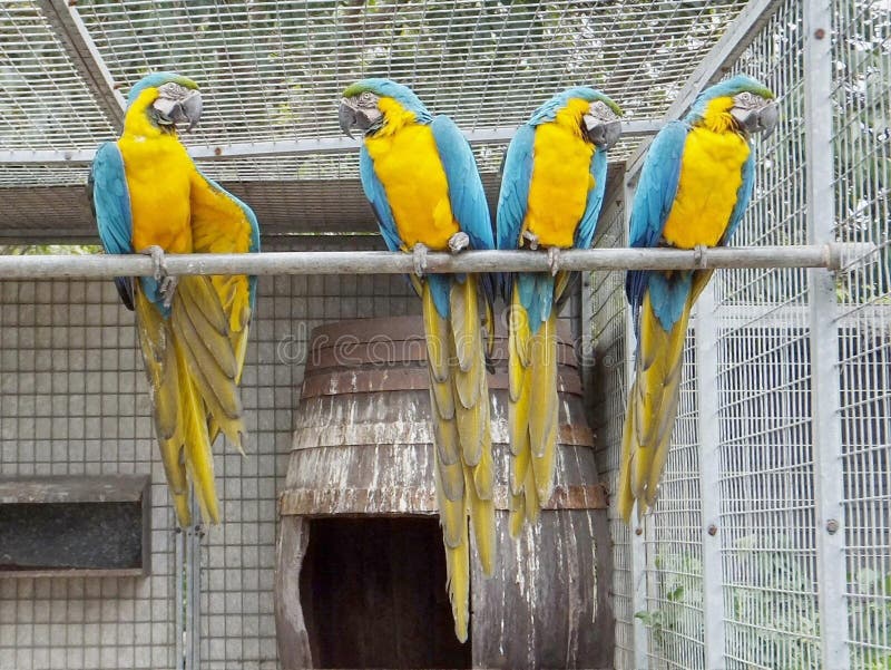 Group of Blue-and-yellow Macaws, Depicting Social Interaction Stock ...