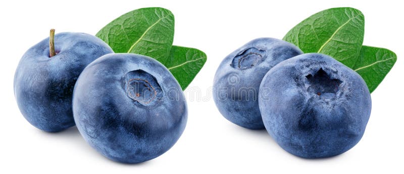 Collection of Blueberry Berry Isolated on White Stock Image - Image of ...