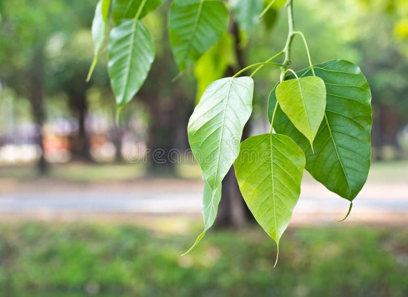 Group bo leaves stock photo. Image of freshness, outdoors - 39540708