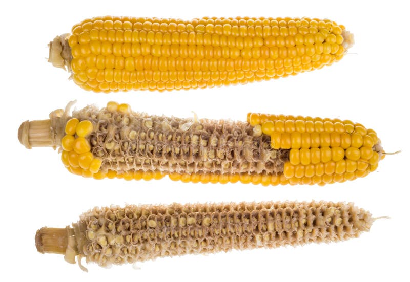 Corncobs collection. stock photo. Image of ingredient - 15054842