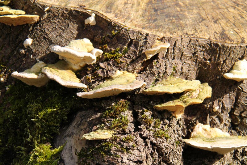 Bracket Fungi. stock image. Image of wood, wild, growth - 246373427