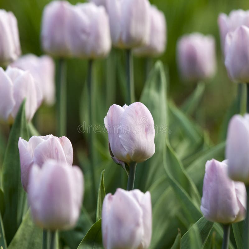 Group of Bright Purple Tulips Stock Image - Image of culture, pastel ...