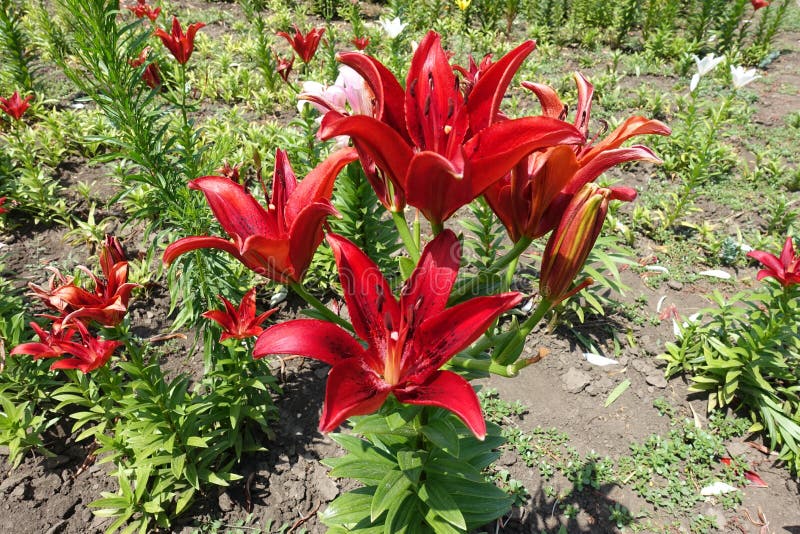 Group of Bright Red Flowers of Lily Stock Image - Image of lilia ...