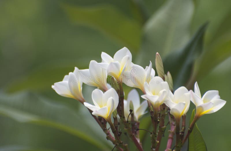 Group for Bright White Flower on Green Background and Textures Stock ...
