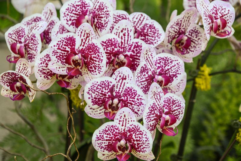 A Group of Brightly Colored Orchid Stock Image - Image of brightly ...
