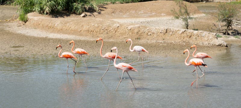 Flamingos Marching Across Mud Flats Stock Image - Image of feather ...