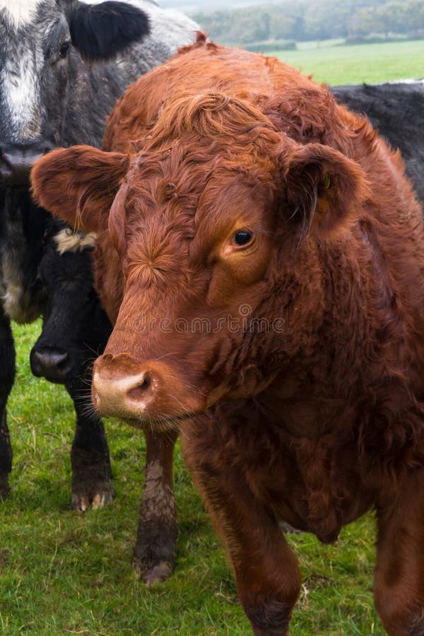 Herd of Cows with Red Cow in Foreground Stock Photo - Image of ...