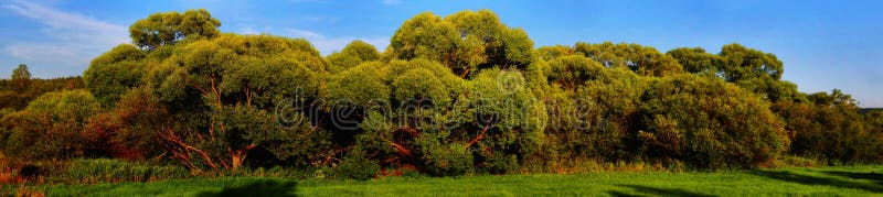 Group of Broad Leaf Trees Probably Willow Trees on a Green Meadow Stock ...