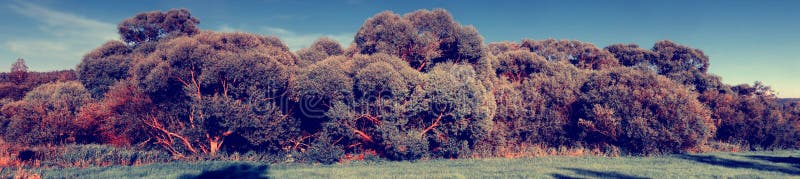 Group of Broad Leaf Trees Probably Willow Trees on a Green Meadow Stock ...