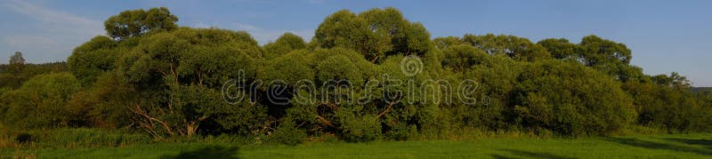 Group of Broad Leaf Trees Probably Willow Trees on a Green Meadow Stock ...