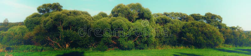 Group of Broad Leaf Trees Probably Willow Trees on a Green Meadow Stock ...