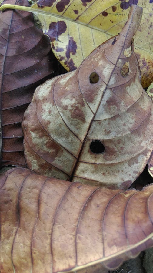 Group of broken leaf stock photo. Image of collection - 69257538