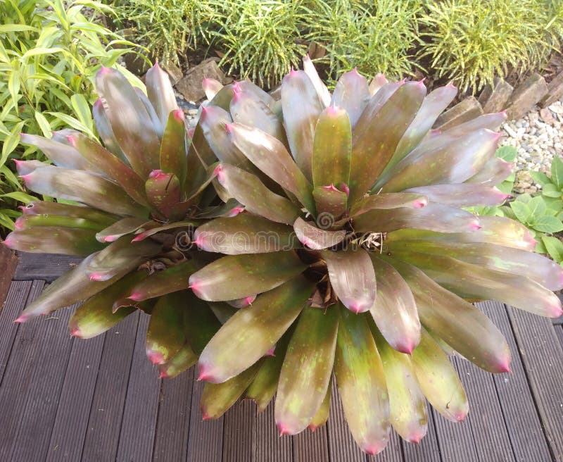 Group of Bromeliad in a Pot Decoration in Flower Garden Stock Photo ...