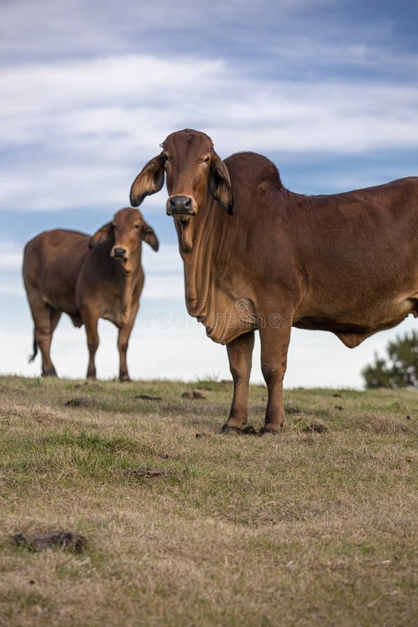 American Brahman