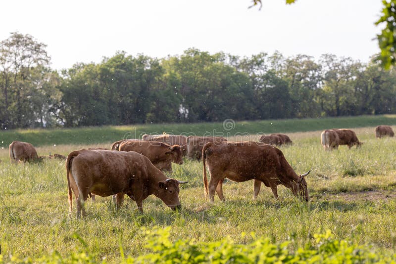 A Group of Brown Cattle Grazing Peacefully in a Sunlit Green Pasture ...