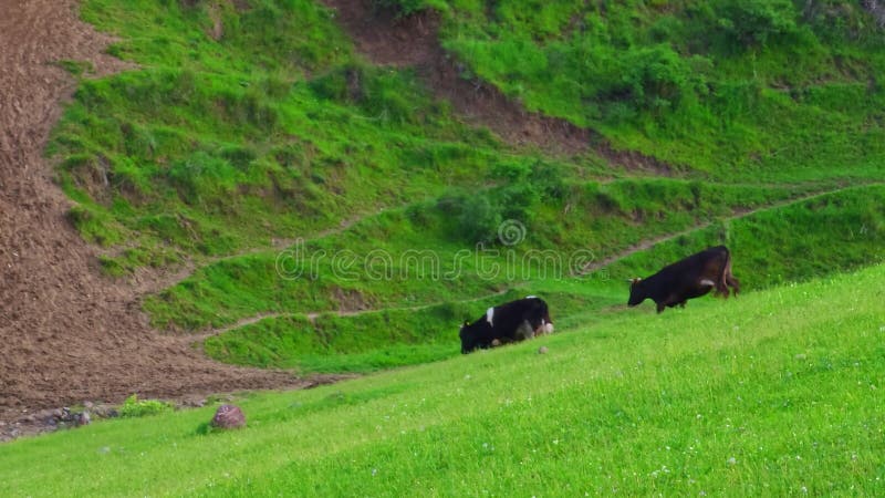 Group of Brown Cows Descending by Green Pasture Slope at Day Time Stock ...