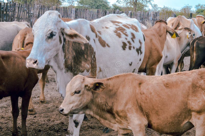 Group of Brown Cows Outdoors Stock Photo - Image of domestic, milk ...