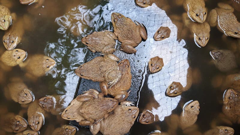 A group of brown frogs. stock photo. Image of house - 131348570