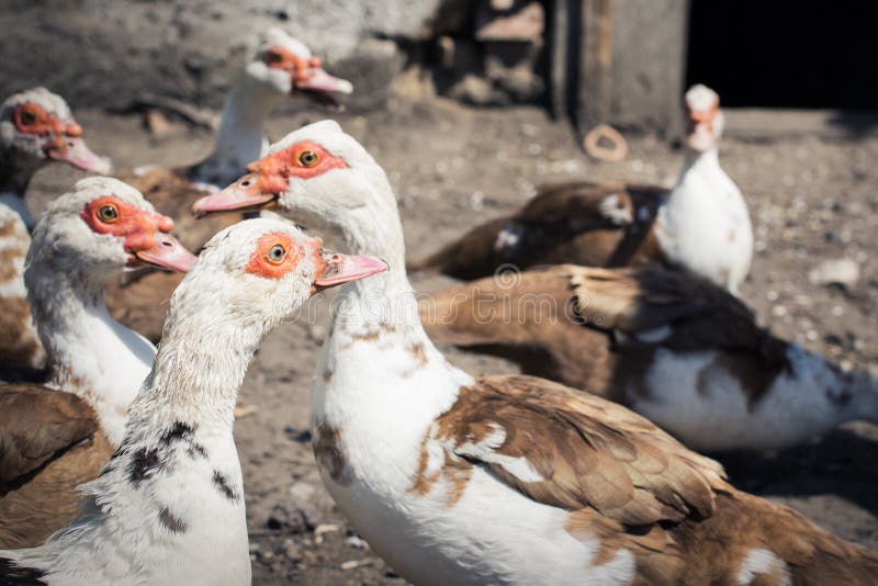 Group of Brown Muscovy Ducks Graze in the Summer in the Village Stock ...