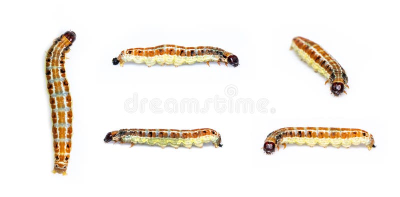 Group of Brown Pattern Caterpillars Isolated on White Background ...