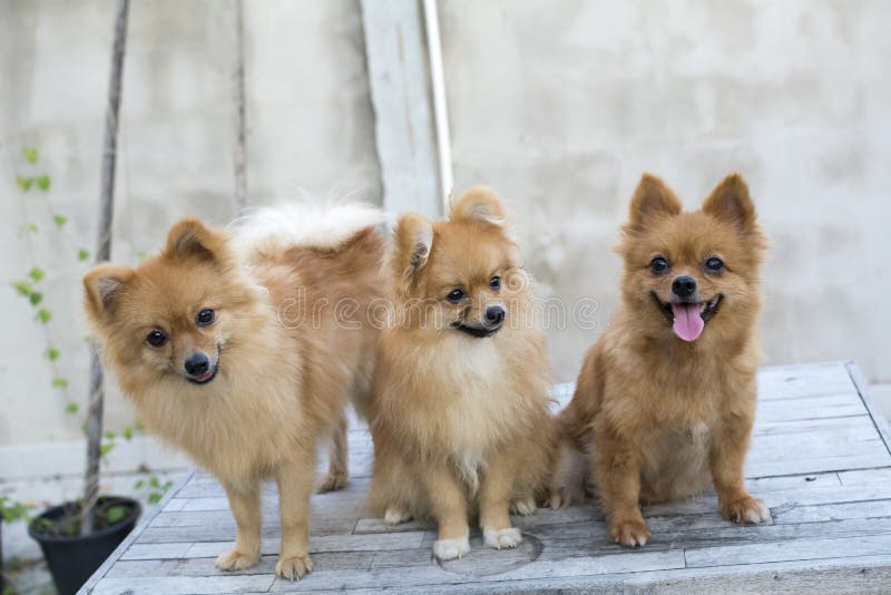 Group of brown pomeranians stock image. Image of love - 72798583