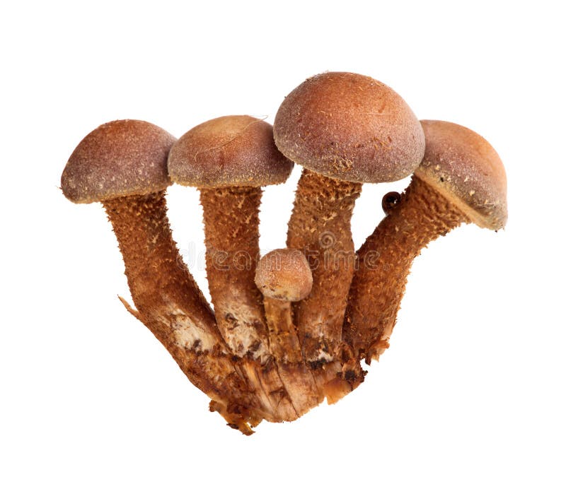 Brown Toadstool With Thin Stem Isolated On White Stock Photo - Image of ...