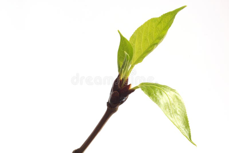 Group of Buds and Spring Leafs on the Twig Poplar. Stock Image - Image ...
